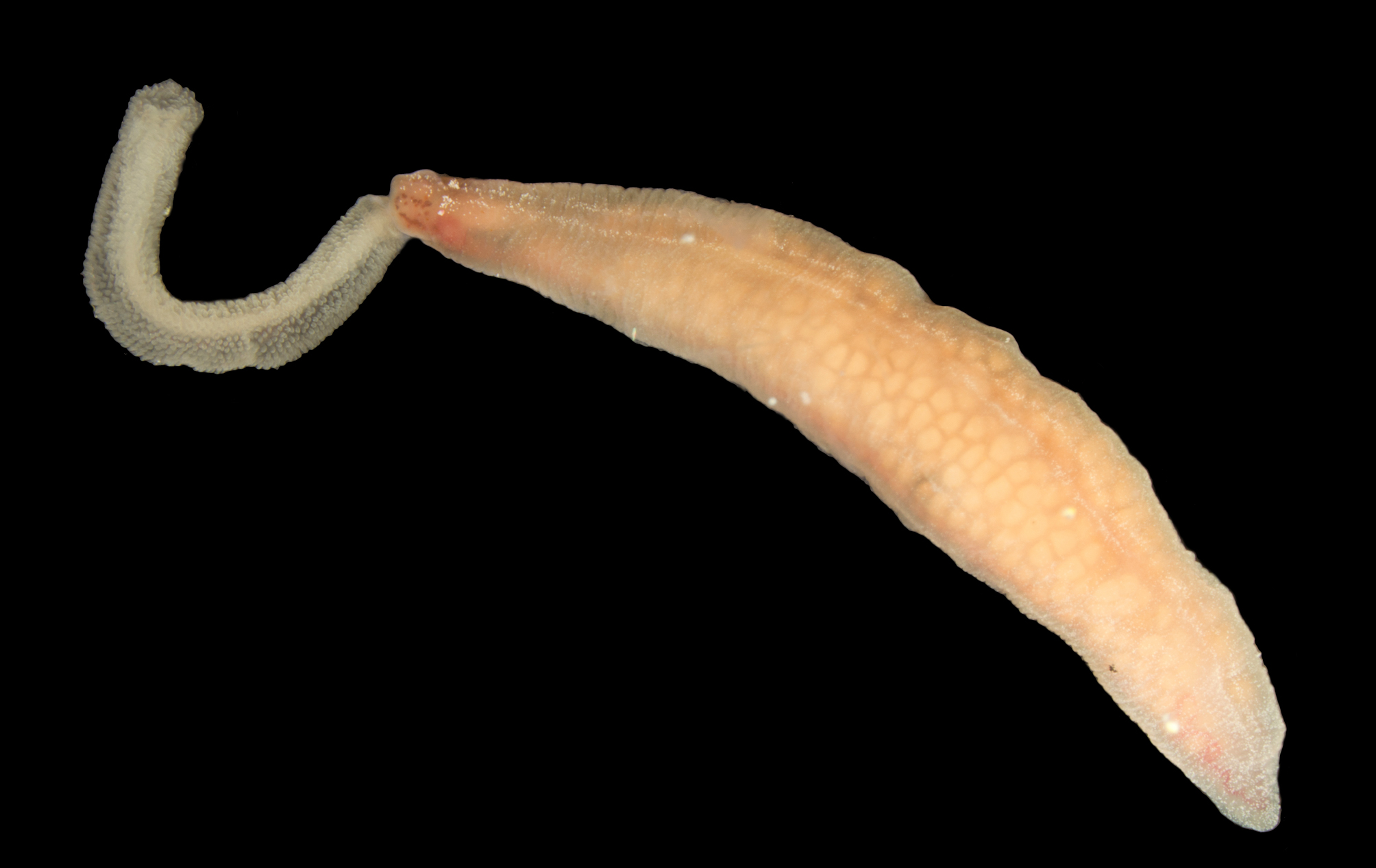 Amphiporus allucens – Los Nemertinos de España y Portugal