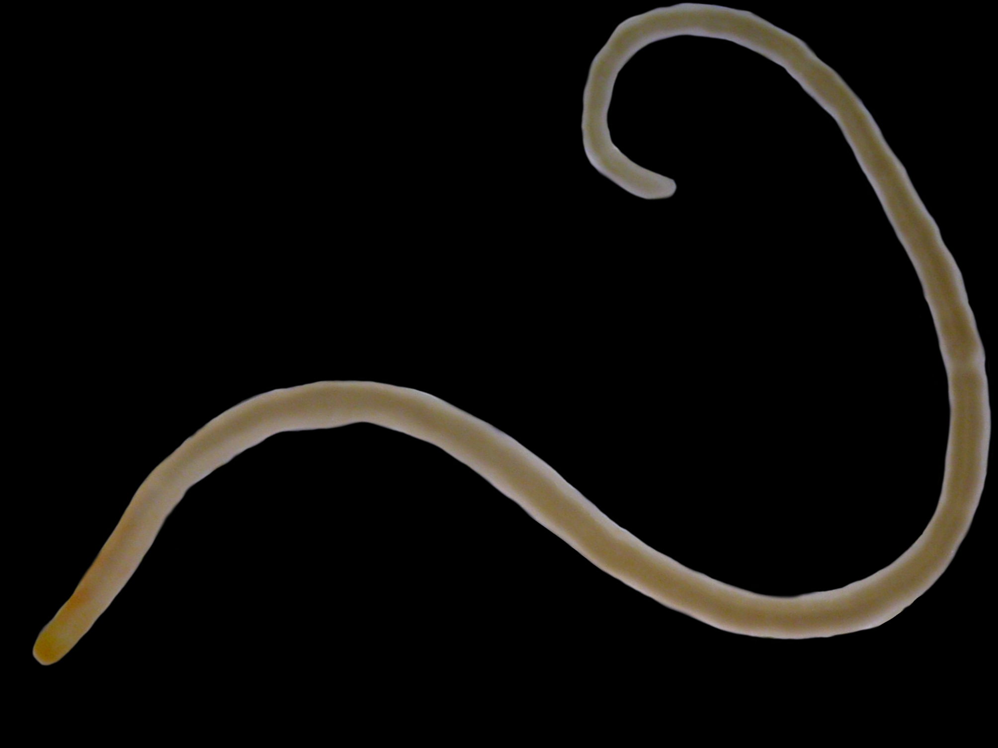 Cephalothrix linearis – Los Nemertinos de España y Portugal