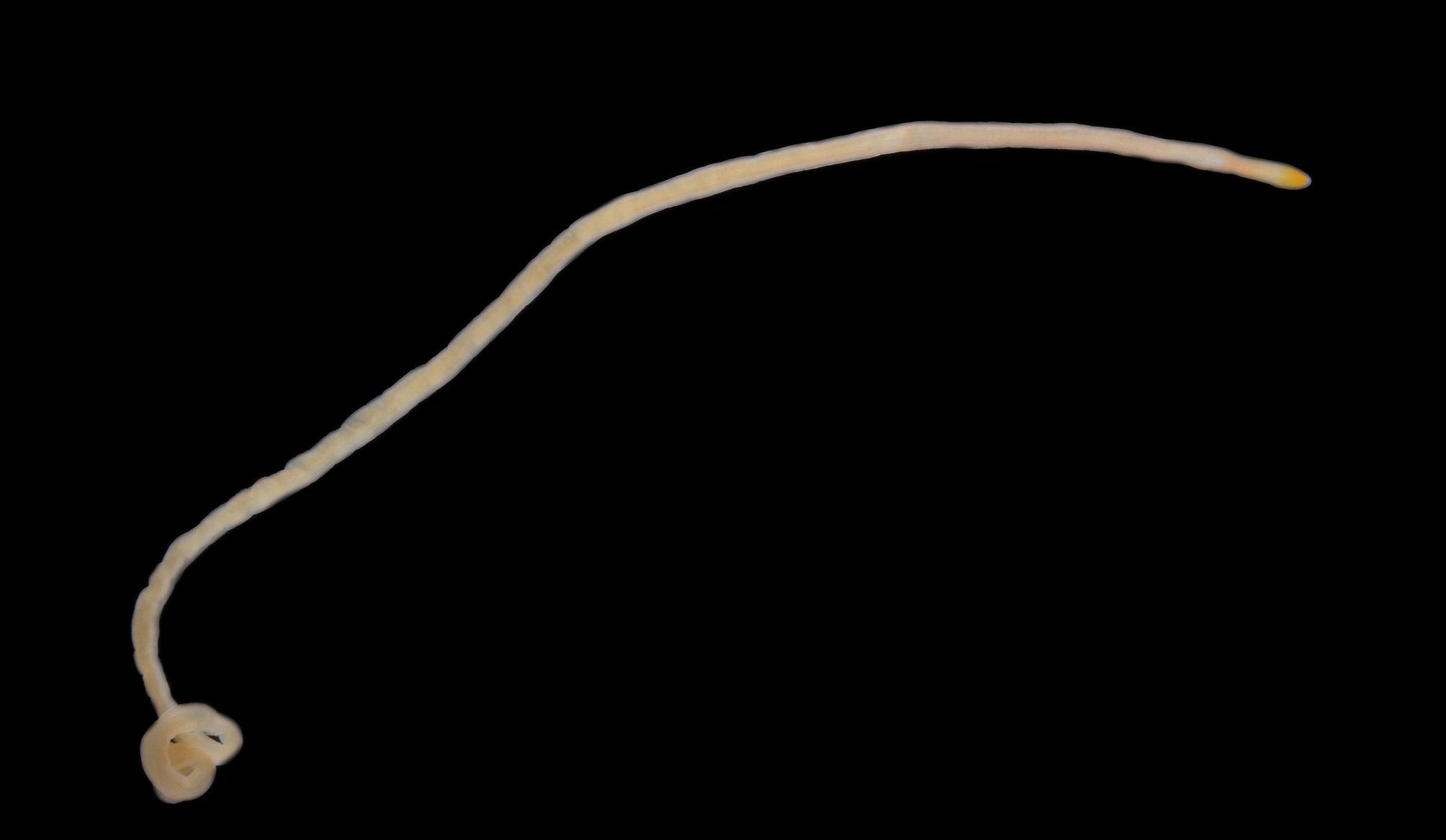 Cephalothrix oestrymnica – Los Nemertinos de España y Portugal